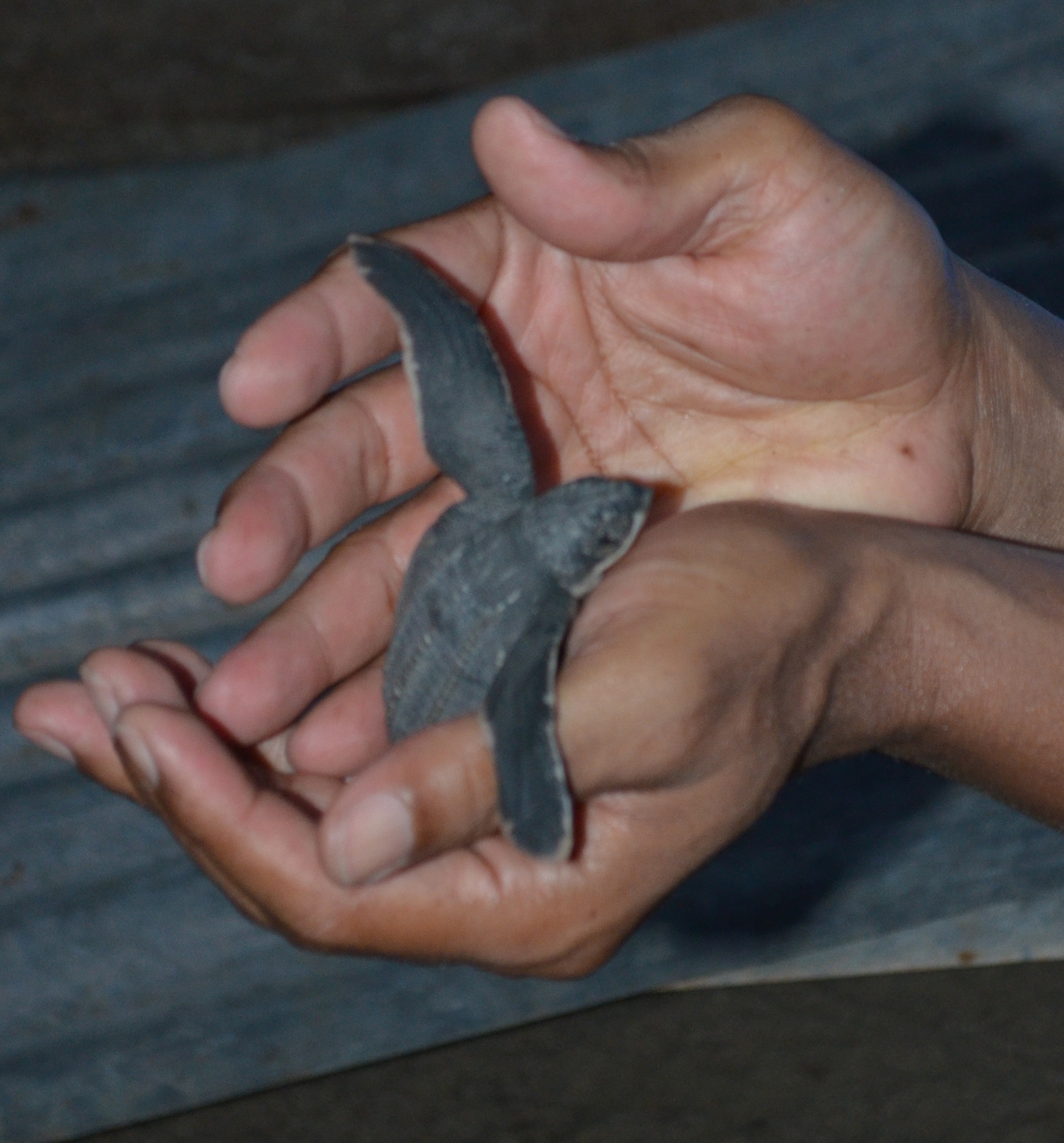 A once in a blue moon birthday for Kingfish. | jumping off the hamster ...